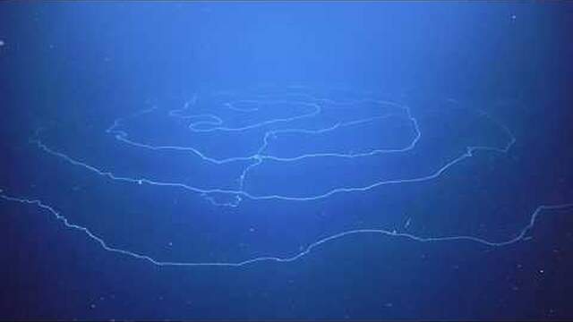 Two Oceans Aquarium | The amazing superpowers of jellyfish
