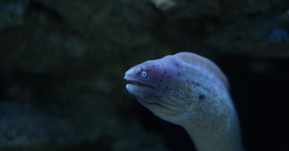 Two Oceans Aquarium | 11 incredib-eel facts about moray eels