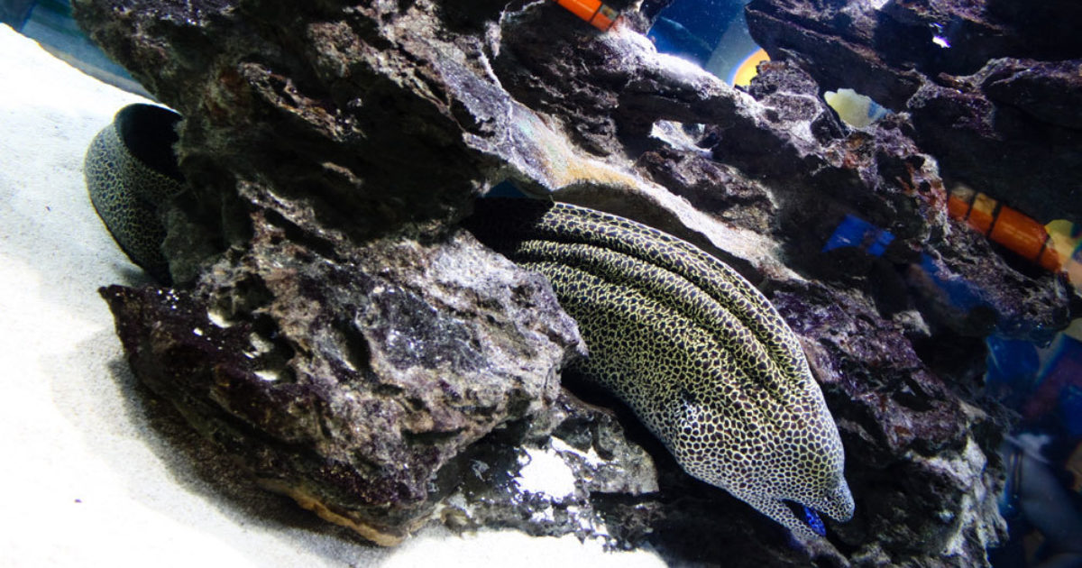 Two Oceans Aquarium | Honeycomb moray eel