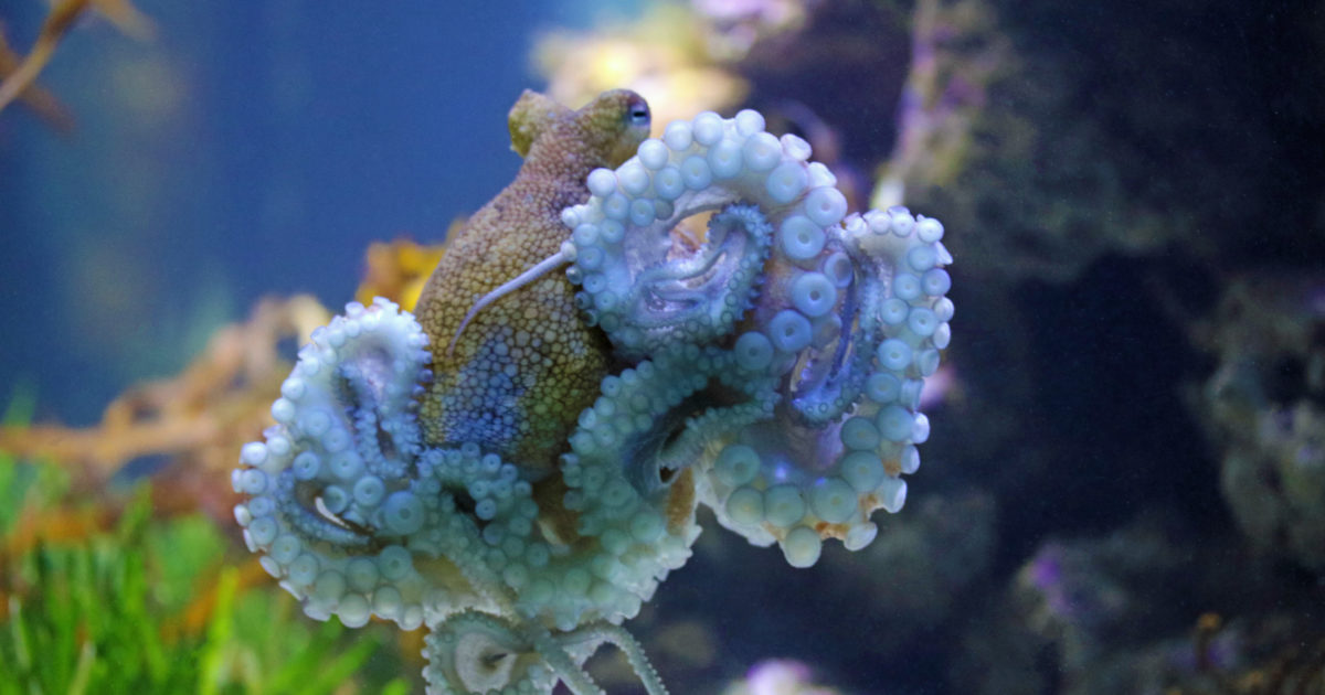 Two Oceans Aquarium | Octopuses