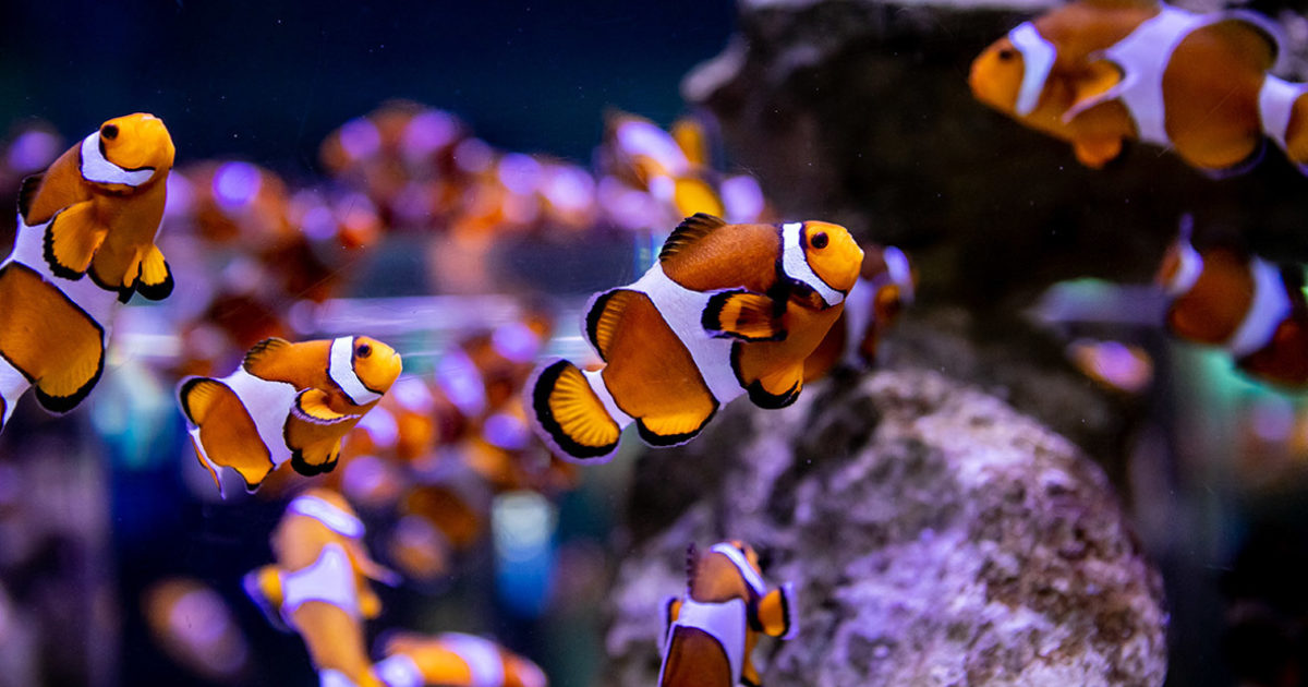 Two Oceans Aquarium | 5 things you didn't know about clownfish