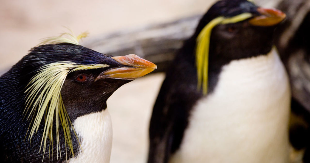 Penguin Hop Fast Penguin Play Fast Penguin On Kevin Games