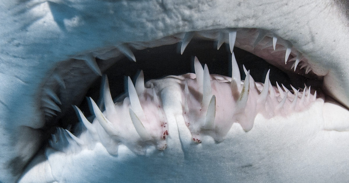 sharp shark like teeth