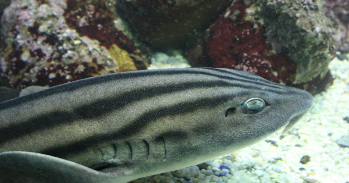Two Oceans Aquarium | Shark showcase: Pyjama sharks