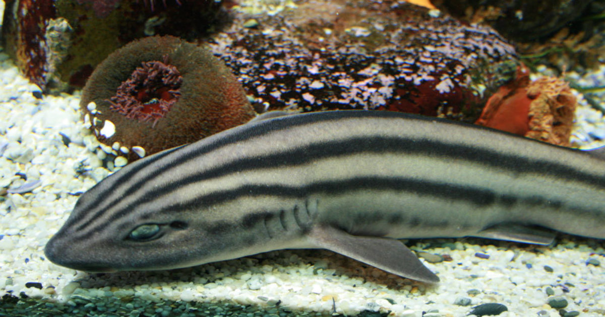 Two Oceans Aquarium | Pyjama catshark