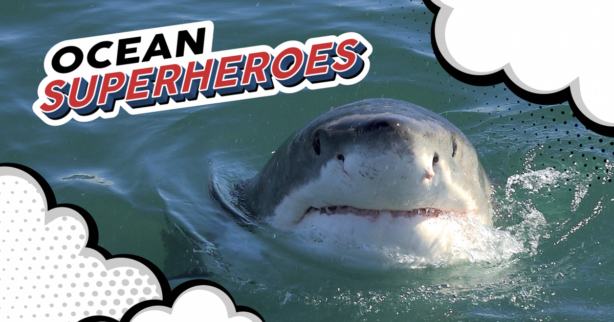 Two Oceans Aquarium | Sharks: heroes in disguise