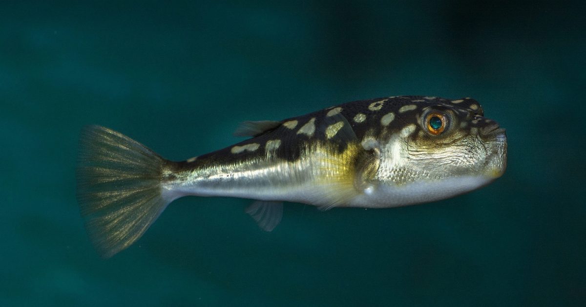 Two Oceans Aquarium | Evileye pufferfish