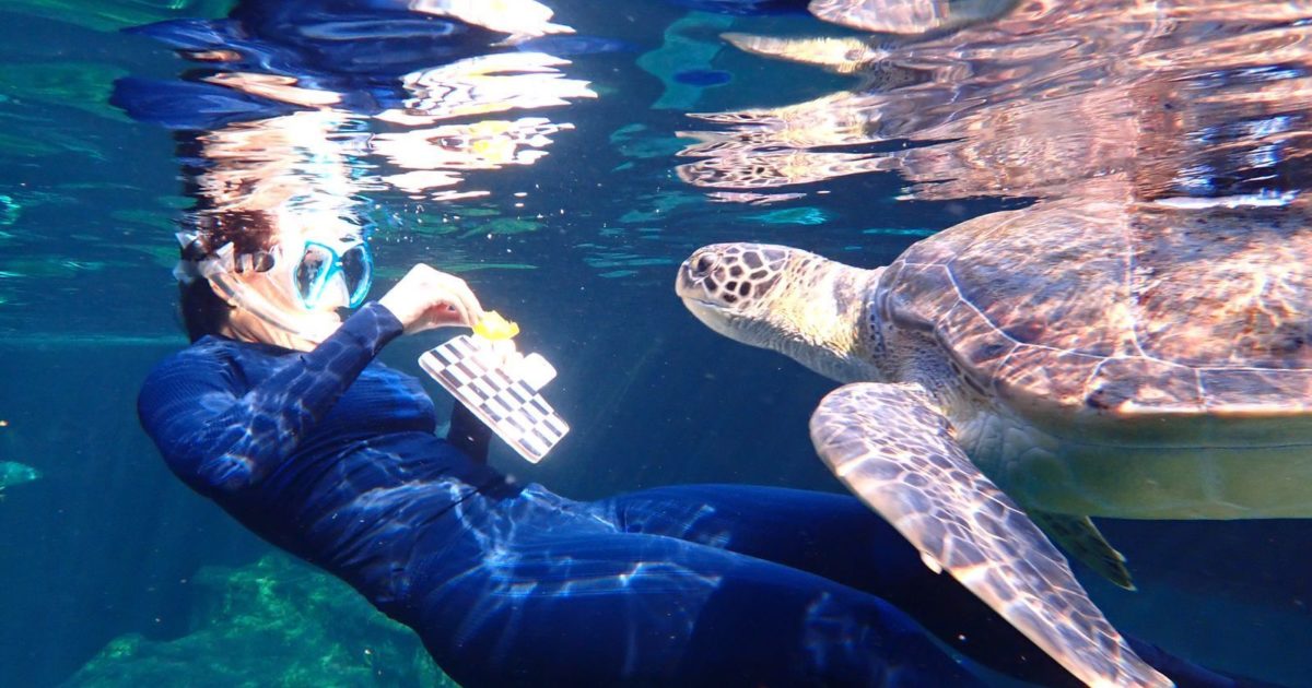 Two Oceans Aquarium | Rewilding bob the turtle: half a year of…