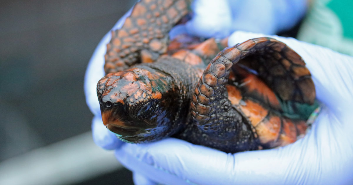 Two Oceans Aquarium Foundation | How to rescue a turtle