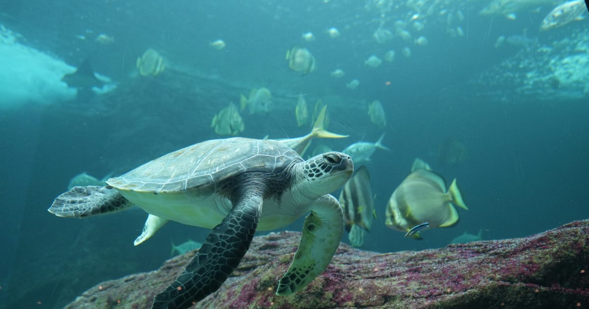Two Oceans Aquarium | Green turtle