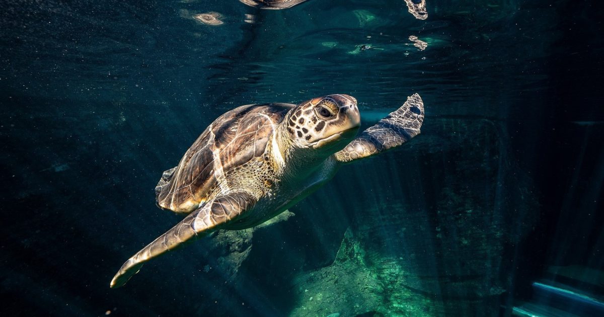 Two Oceans Aquarium | The ever-popular I&J Ocean Exhibit