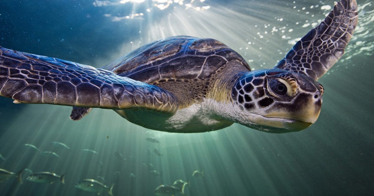 Two Oceans Aquarium | Save our turtles