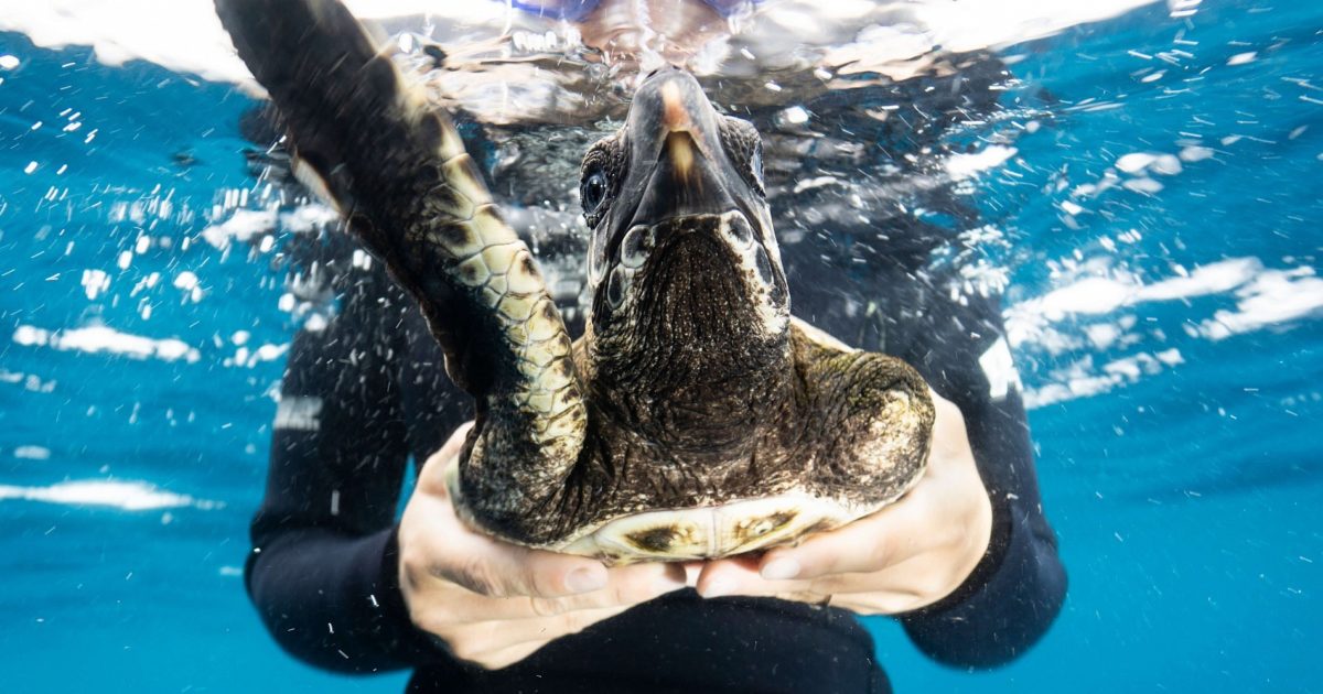 Two Oceans Aquarium | Highlights of 2020: looking back on an…