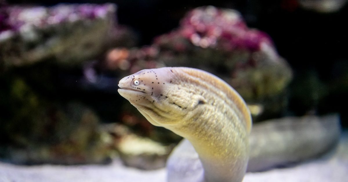 Two Oceans Aquarium | It's a moray! Meet the four different types of…