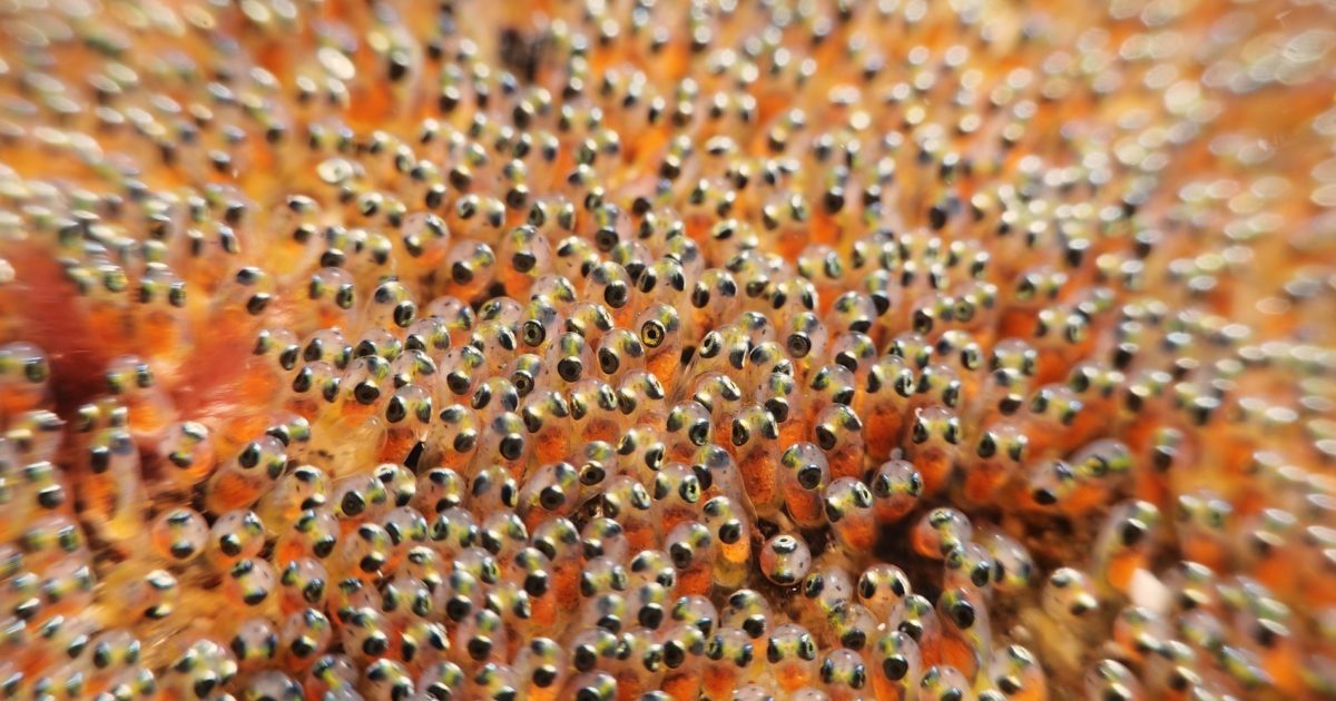 Clownfish Eggs Stages Are These Clown Fish Eggs? Beginners
