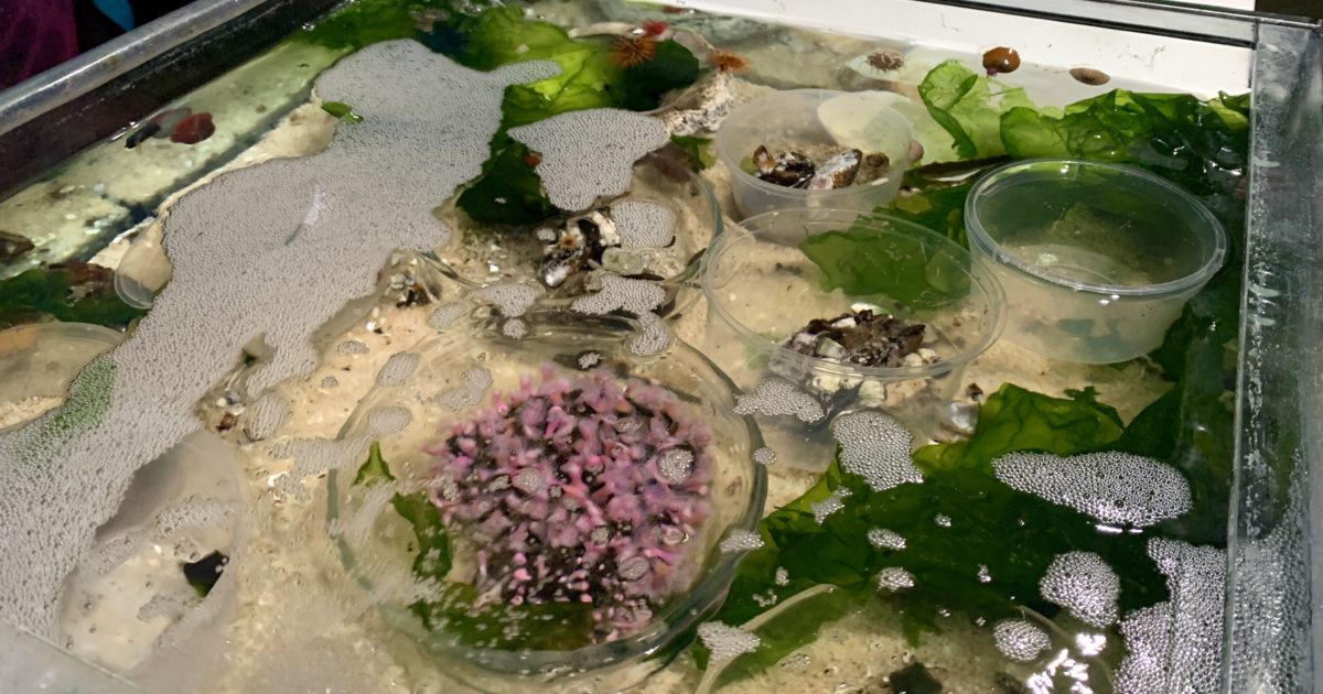 Two Oceans Aquarium | Microscope Exhibit