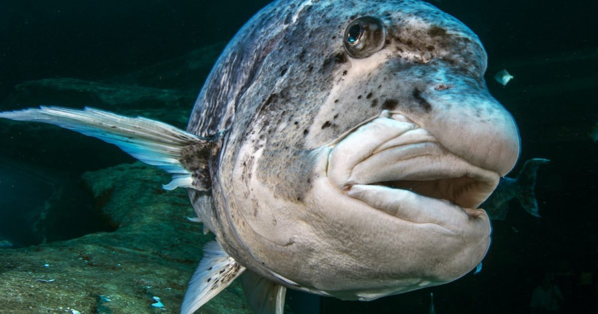Two Oceans Aquarium | The grumpy old men of the i&j ocean exhibit