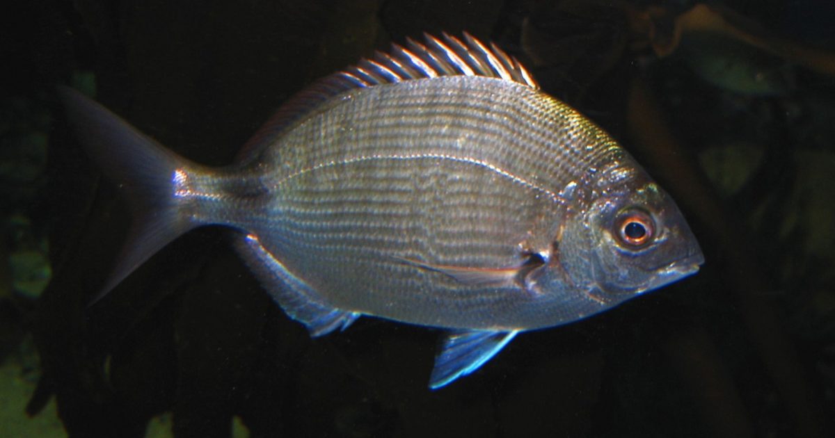 Two Oceans Aquarium | Blacktail