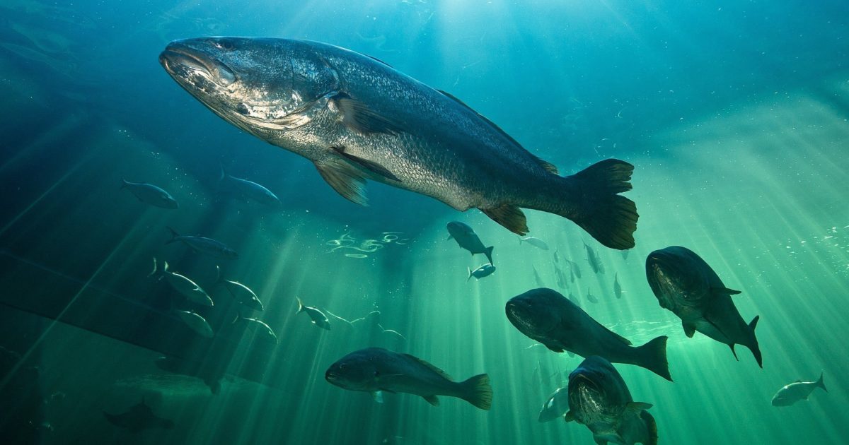 Two Oceans Aquarium | Do fish make sounds? yes - listen for yourself