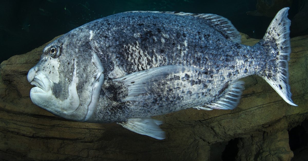 Two Oceans Aquarium | Black musselcracker (poenskop)