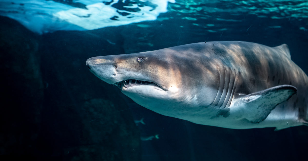 Two Oceans Aquarium | Shark Exhibit