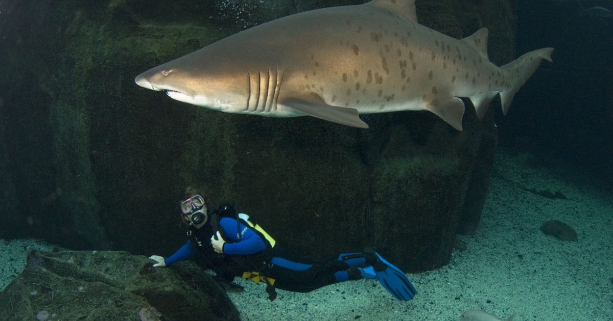 Two Oceans Aquarium | Diver24: discover the joy of diving on 7 march…