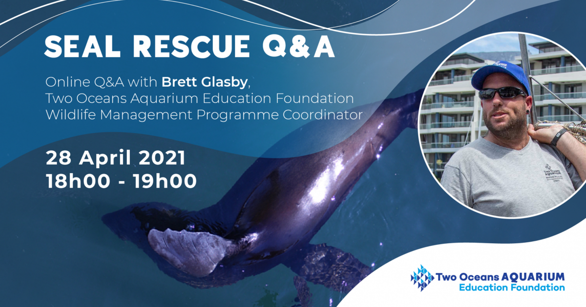 Two Oceans Aquarium | Online seal rescue q&a with brett glasby on 28…