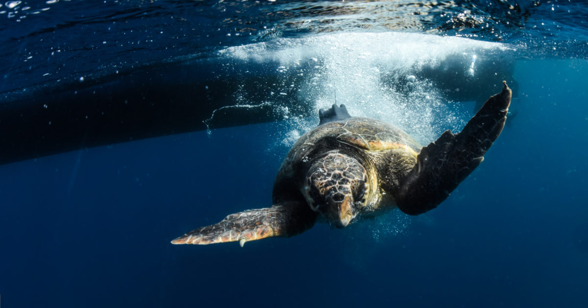 Two Oceans Aquarium Foundation | Turtle Conservation Centre