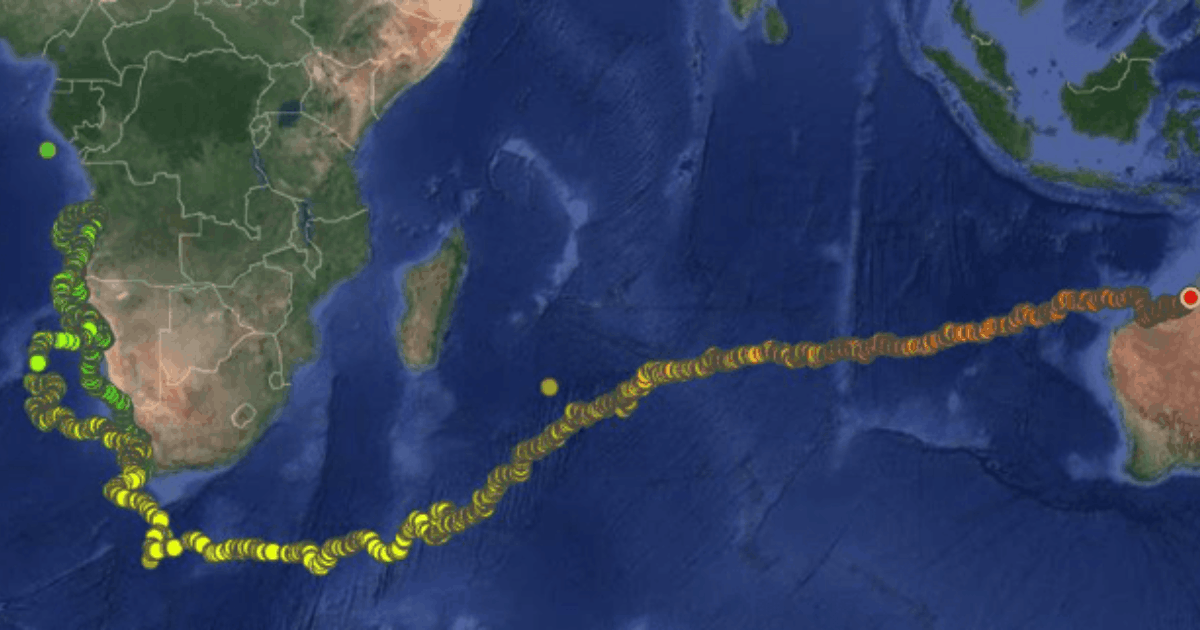 Two Oceans Aquarium | After 40 000km, Yoshi is finally home