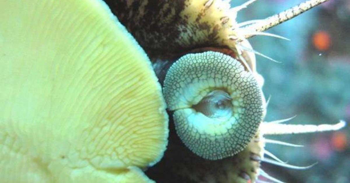 Two Oceans Aquarium | Everything you need to know about abalone