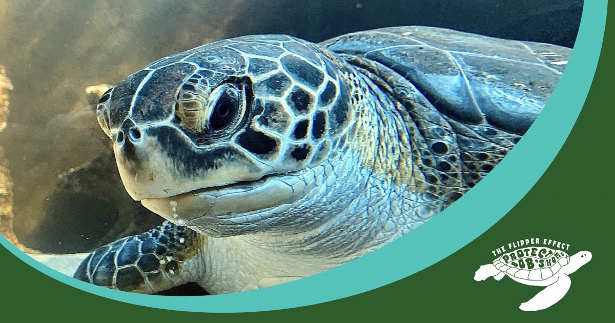 Two Oceans Aquarium | Who is Bob the green turtle? Why Bob is here?