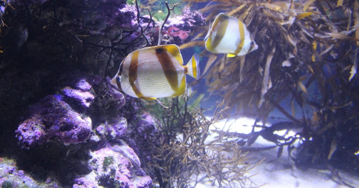 Two Oceans Aquarium | Five fish you might have missed on your…