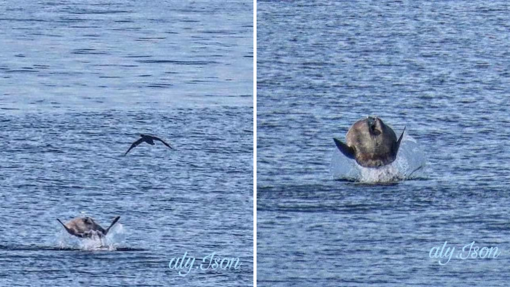 Why did this sunfish jump out of the water?