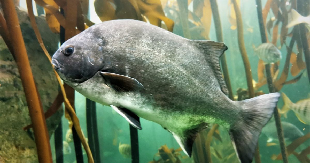 Two Oceans Aquarium | Why is the galjoen South Africa's national fish…