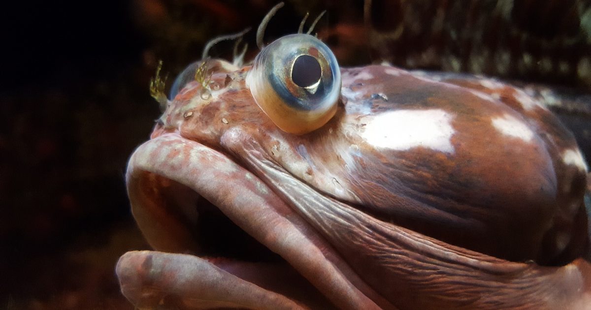 underwater things names