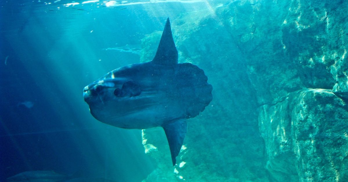 sunfish aquarium