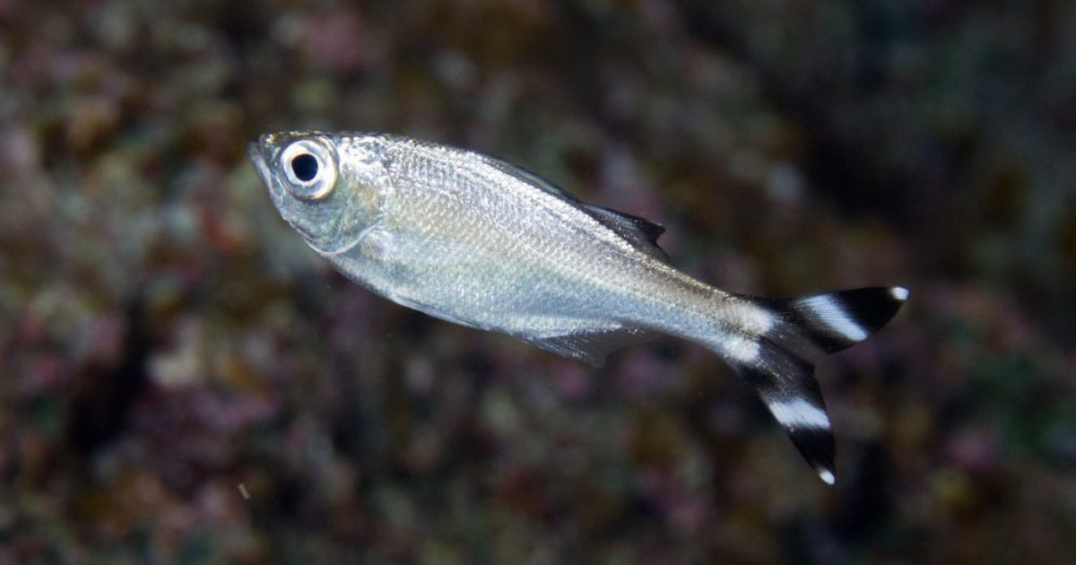 Two Oceans Aquarium | Barred flagtail