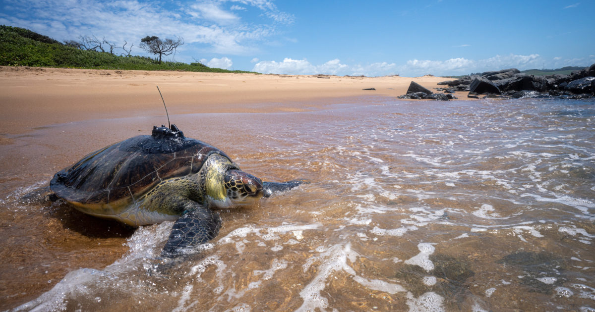 Two Oceans Aquarium Foundation | Turtle Conservation Centre