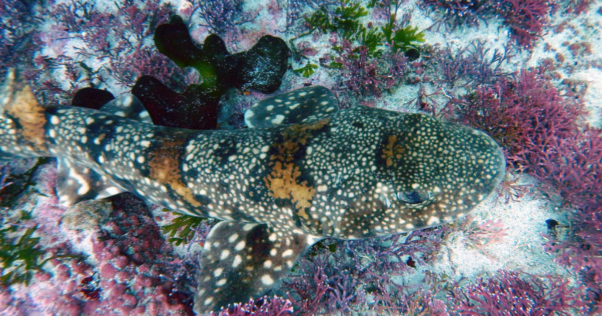 Two Oceans Aquarium | Shark showcase: Puffadder shyshark