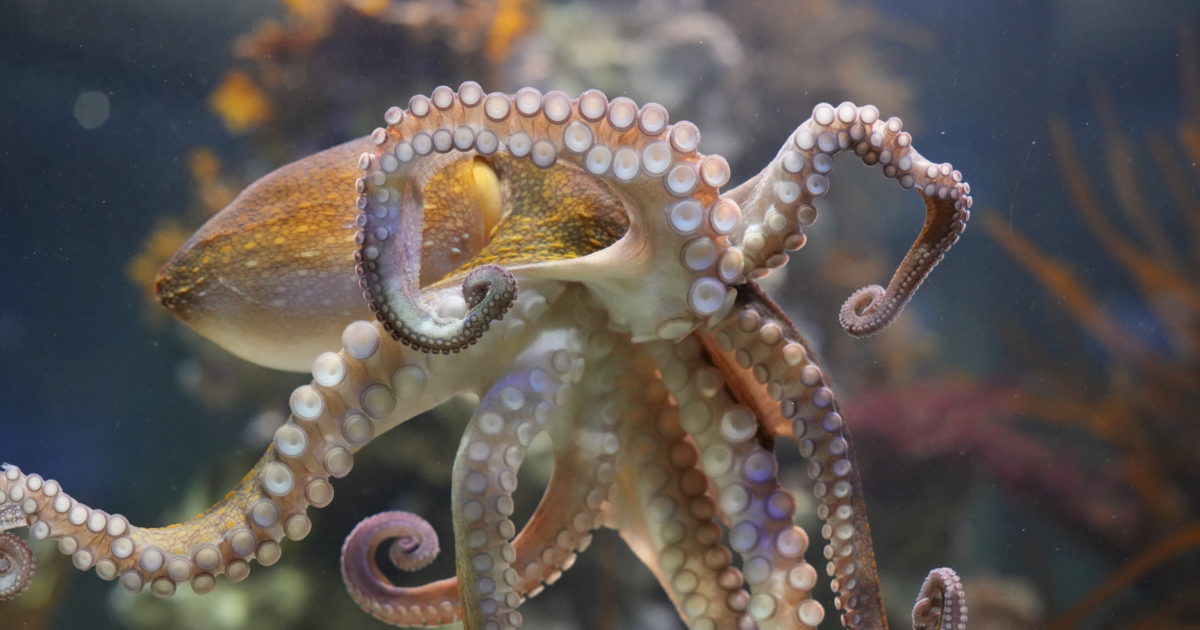Two Oceans Aquarium | Octopuses