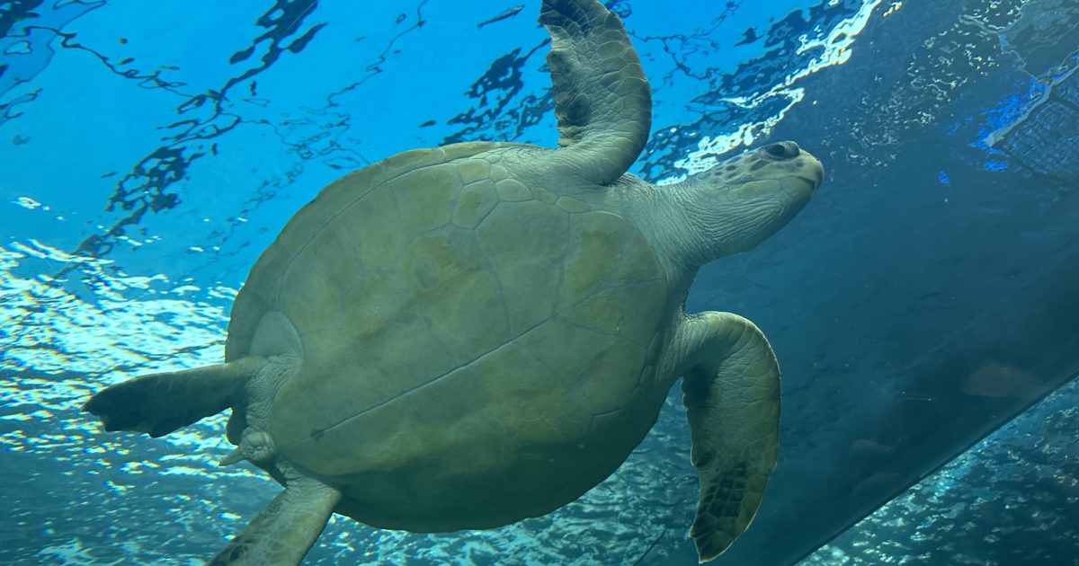 Two Oceans Aquarium | Meet Bheni, the green turtle!