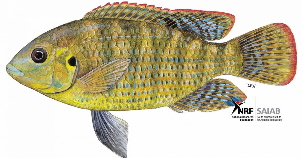 Two Oceans Aquarium | Banded tilapia