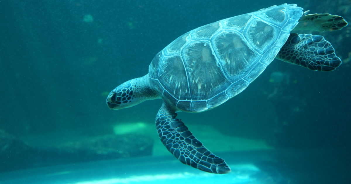 Two Oceans Aquarium | Welcome to the I&J Ocean Exhibit, Nori!