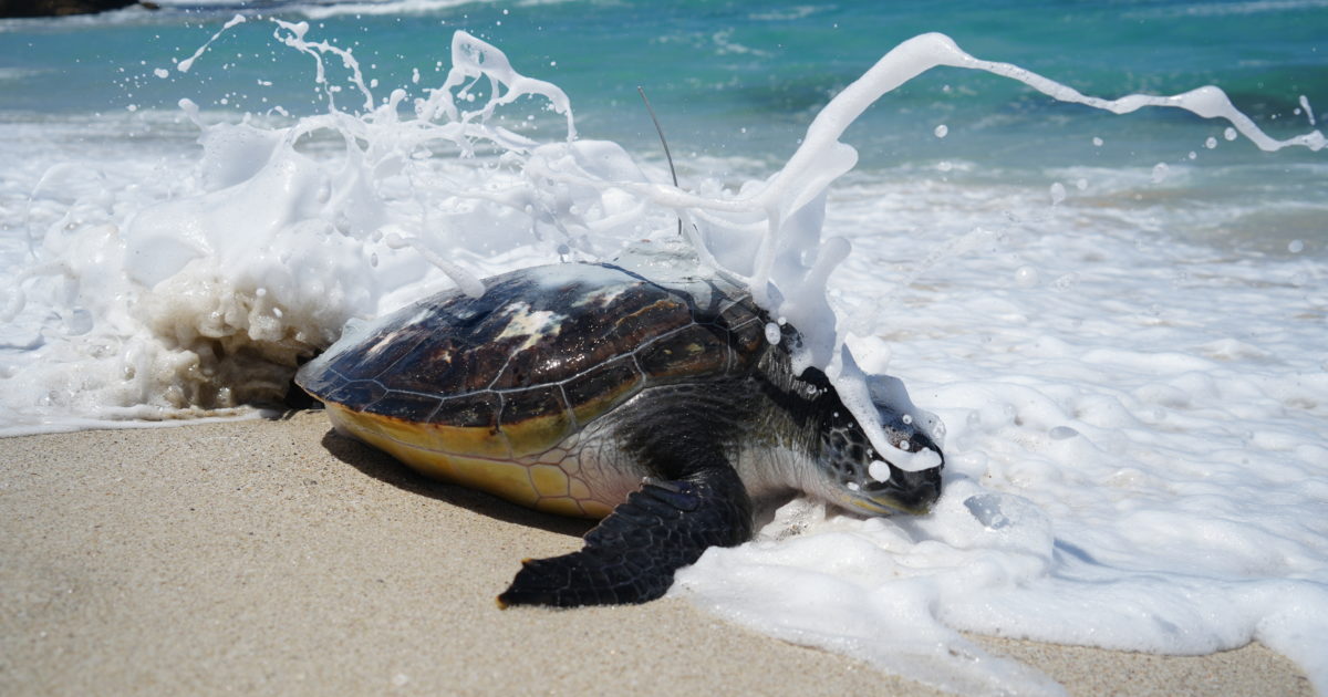 Two Oceans Aquarium | Release for research: Bheni the green turtle…