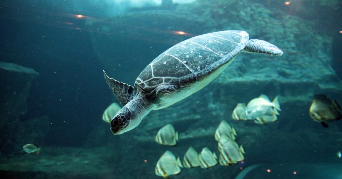 Two Oceans Aquarium | Meet geri the three-flippered turtle in the i&j…