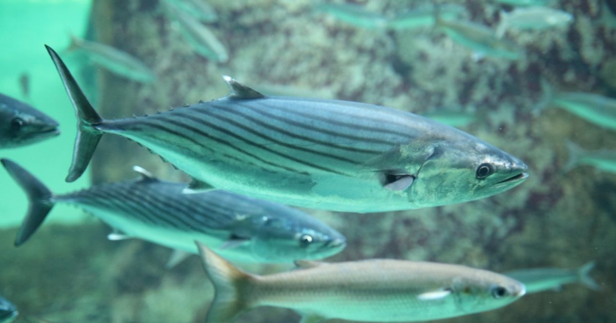 Two Oceans Aquarium | We just added 50 new fish to the save our seas…