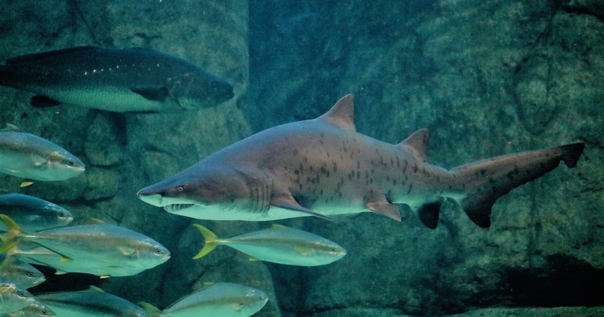 Two Oceans Aquarium | Shark showcase: spotted ragged-tooth shark