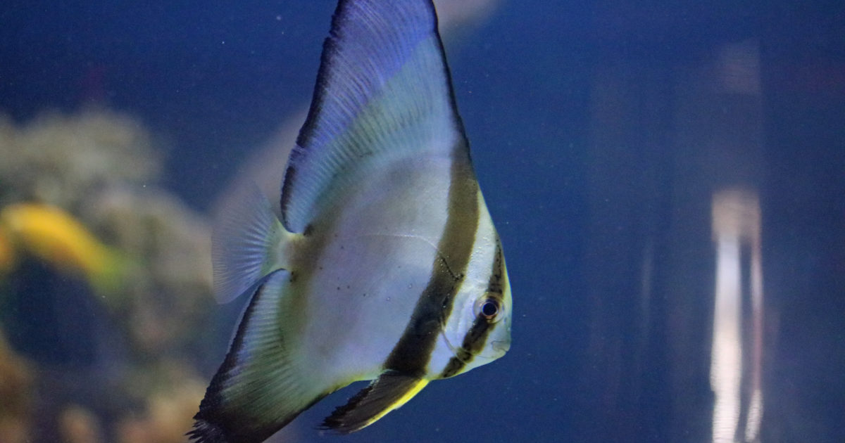 Batfish Orbiculate Adult