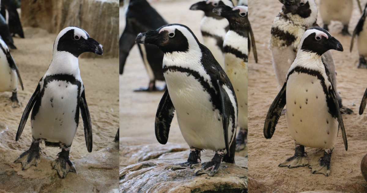 Two Oceans Aquarium | Happy penguin birthday peri, quinn and annuli!
