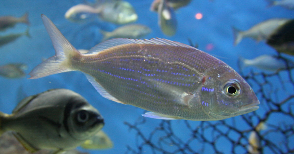 Two Oceans Aquarium | Red tjor-tjor